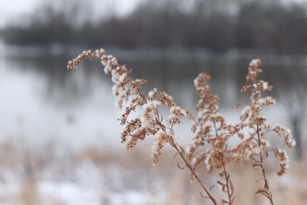 Winter Family Photography in Chicago: Capturing Magical Moments in the Windy City - Studio Cath ...